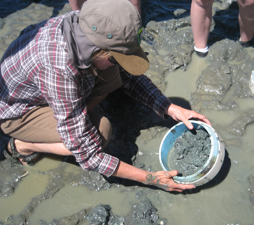 Miranda Field Course 2012 - Pūkorokoro Miranda Shorebird Centre
