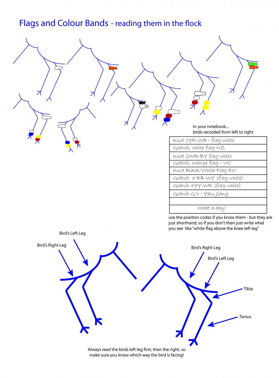 Reading flags and bands - Pūkorokoro Miranda Shorebird Centre