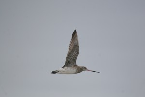 Godwit - New Zealand's Bird of the Year - Pūkorokoro Miranda Shorebird ...