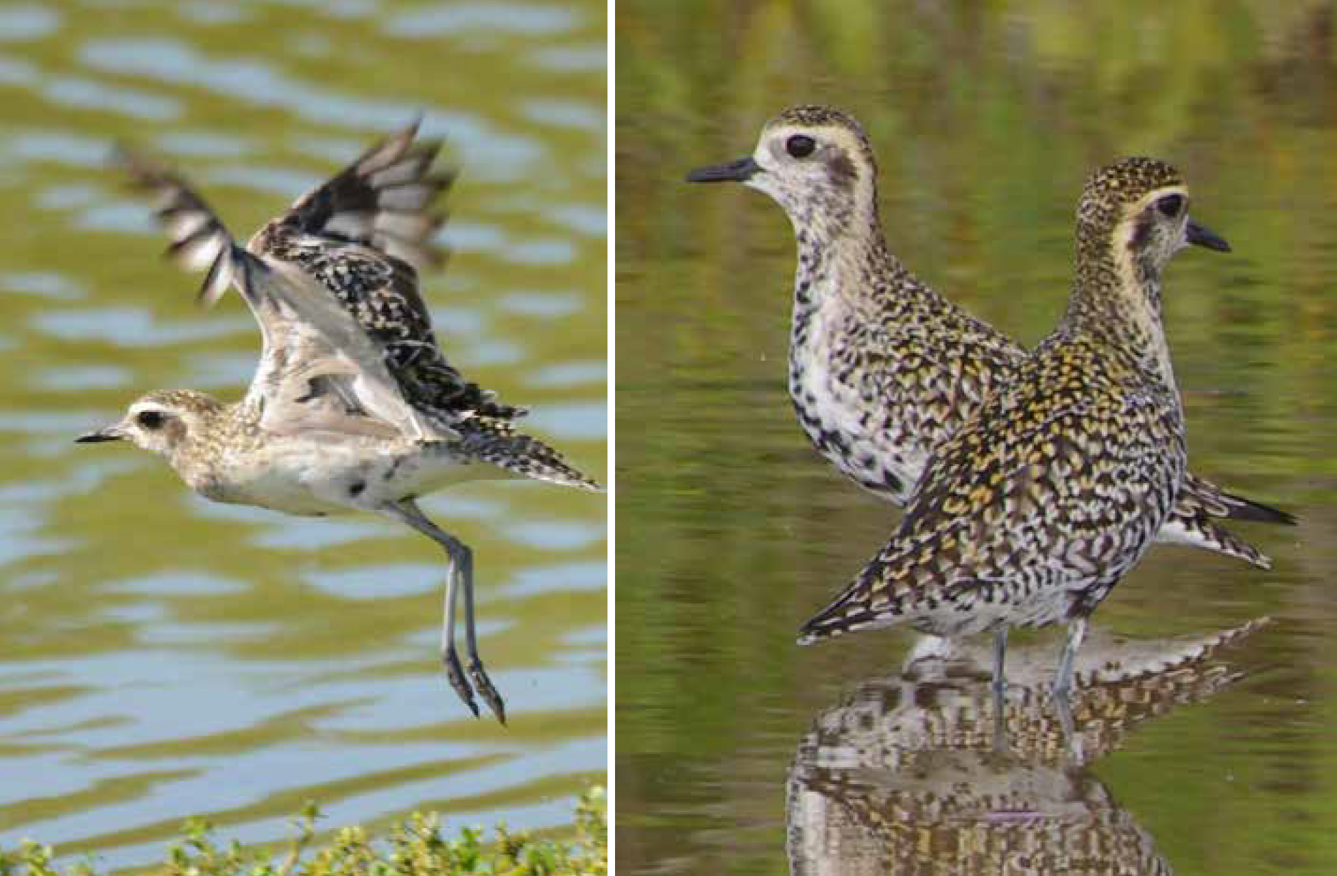Record number of golden birds - Pūkorokoro Miranda Shorebird Centre