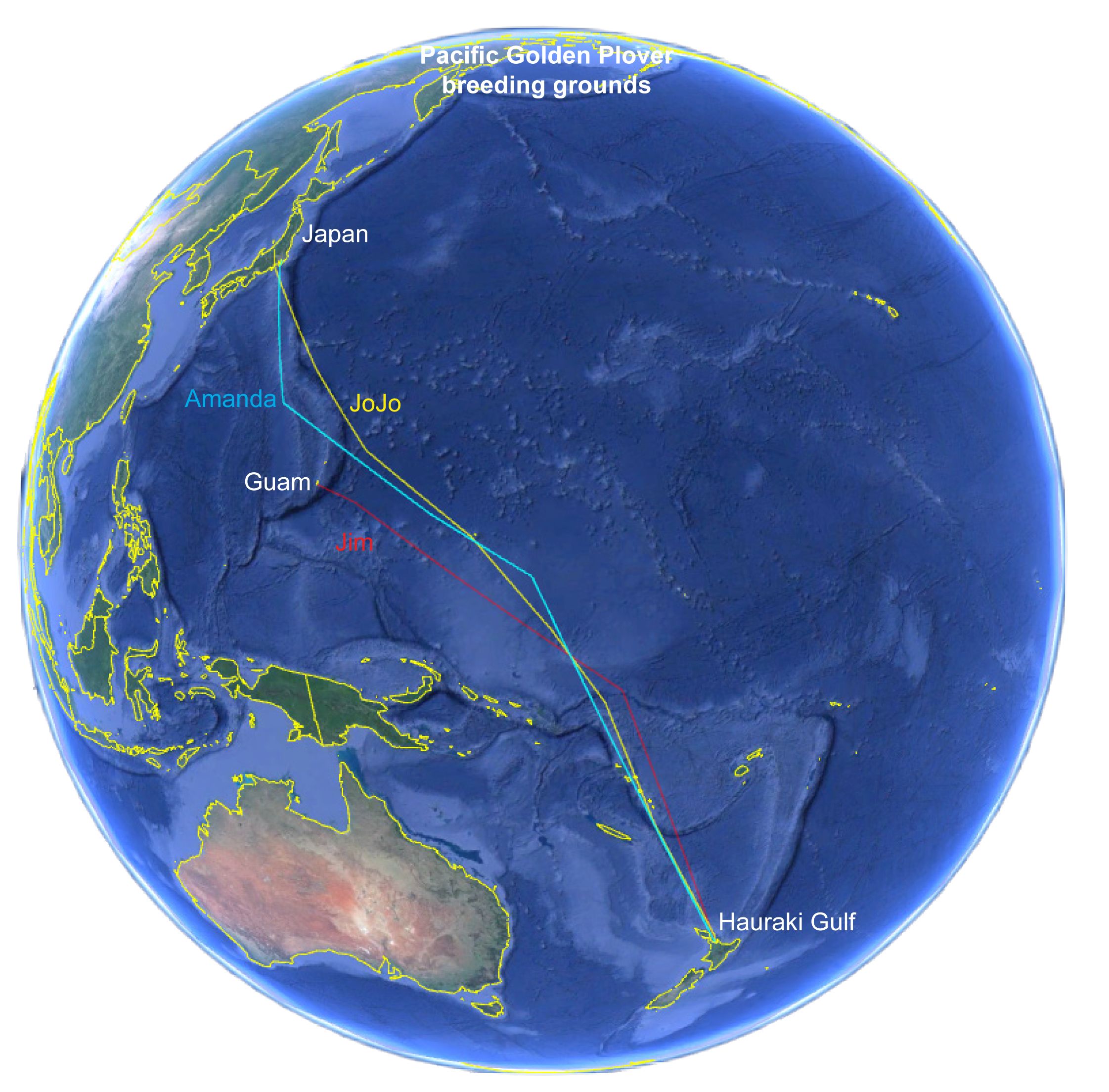 Satellites track 3 Kuriri across the Pacific - Pūkorokoro Miranda ...