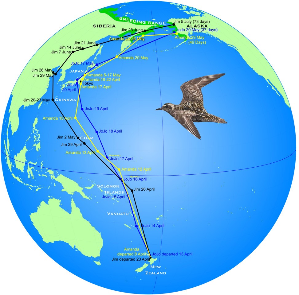 Satellites track 3 Kuriri all the way to the Arctic - Pūkorokoro ...