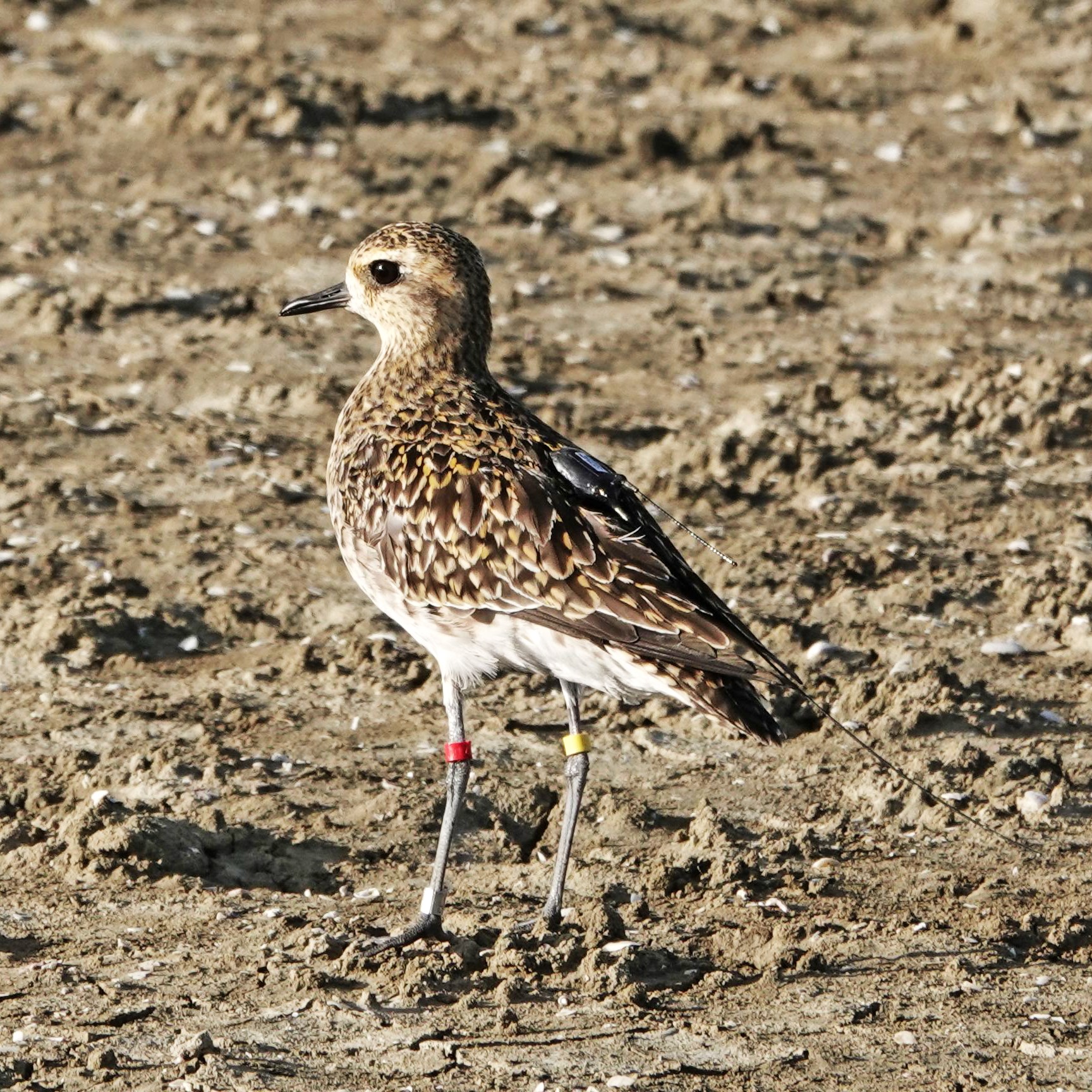 Another Kuriri update - Pūkorokoro Miranda Shorebird Centre