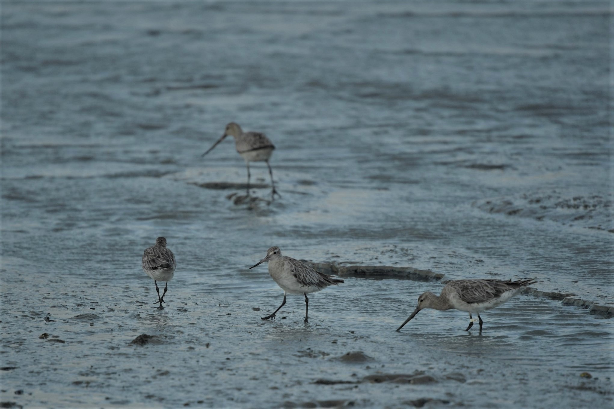 What Birds Can I See? - Pūkorokoro Miranda Shorebird Centre
