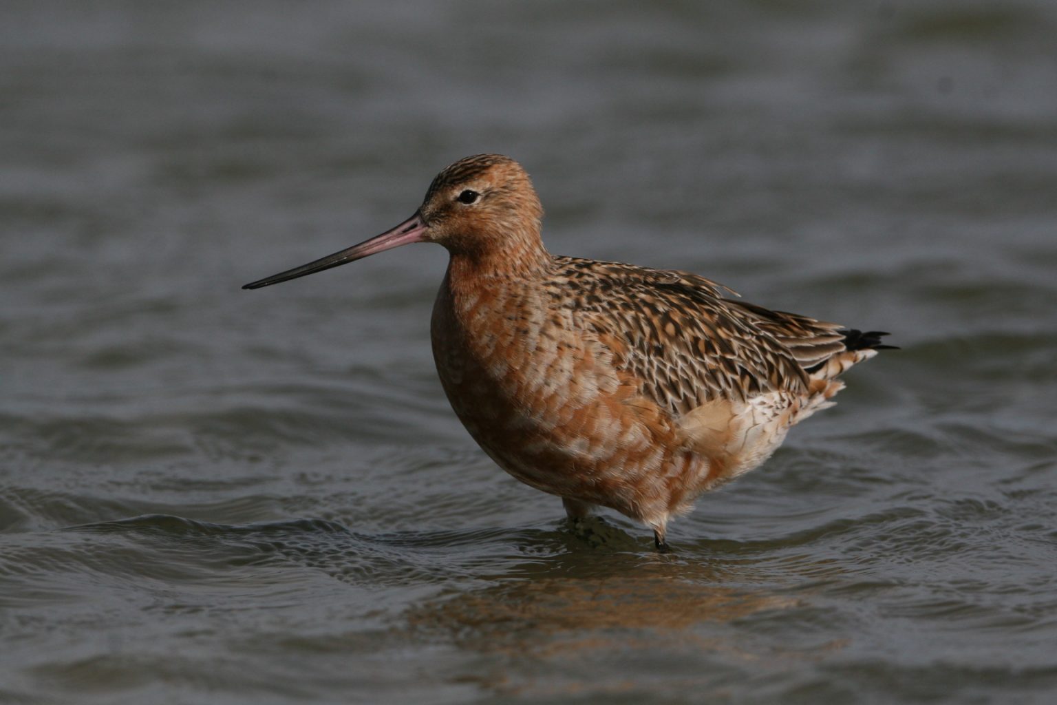 Welcome to Miranda - Pūkorokoro Miranda Shorebird Centre