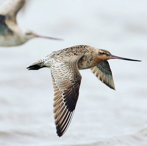 Welcome to the Shorebird Centre - Pūkorokoro Miranda Shorebird Centre
