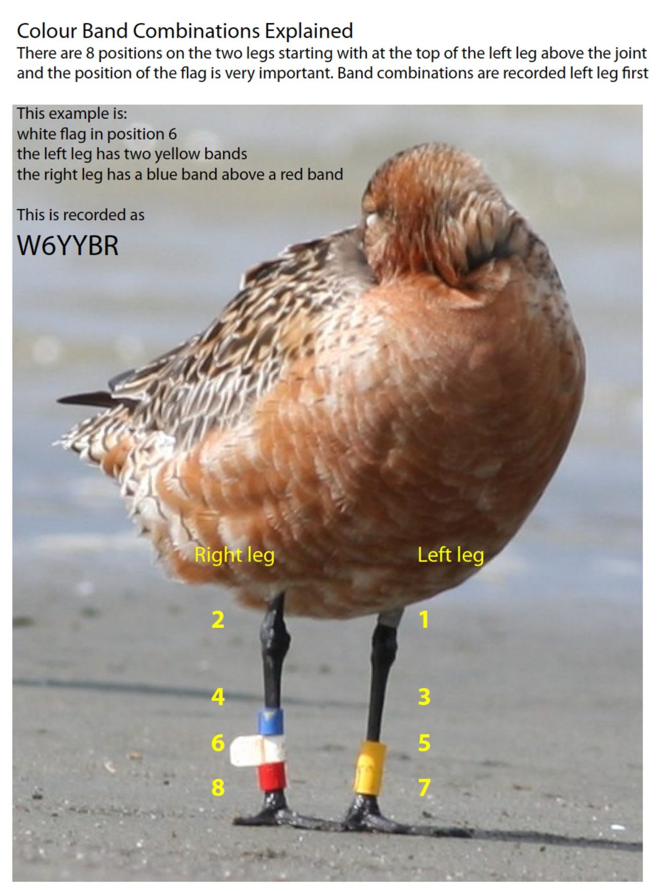 Frequently Asked Questions - Pūkorokoro Miranda Shorebird Centre