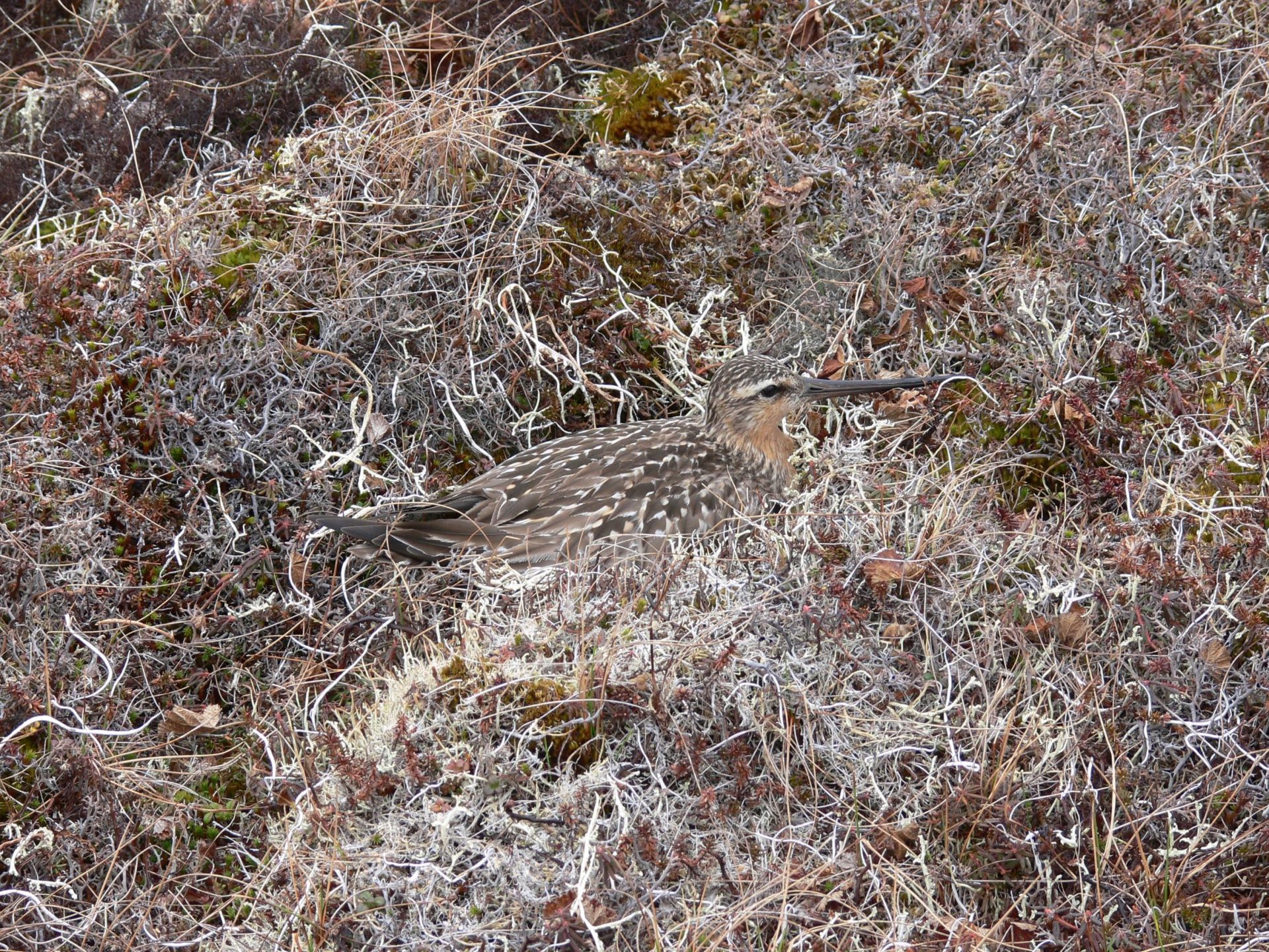 Frequently Asked Questions - Pūkorokoro Miranda Shorebird Centre