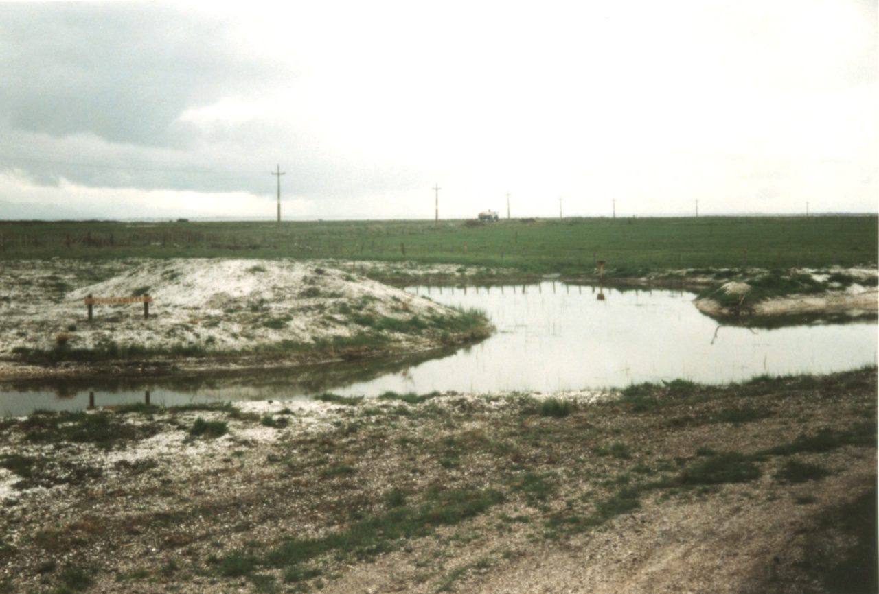 In Pursuit of Champions - Pūkorokoro Miranda Shorebird Centre