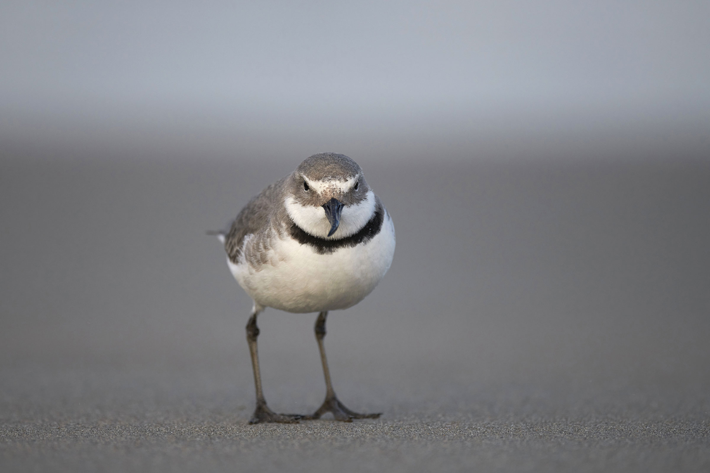 Bird of the Year - Wrybill for 2025! - Pūkorokoro Miranda Shorebird Centre